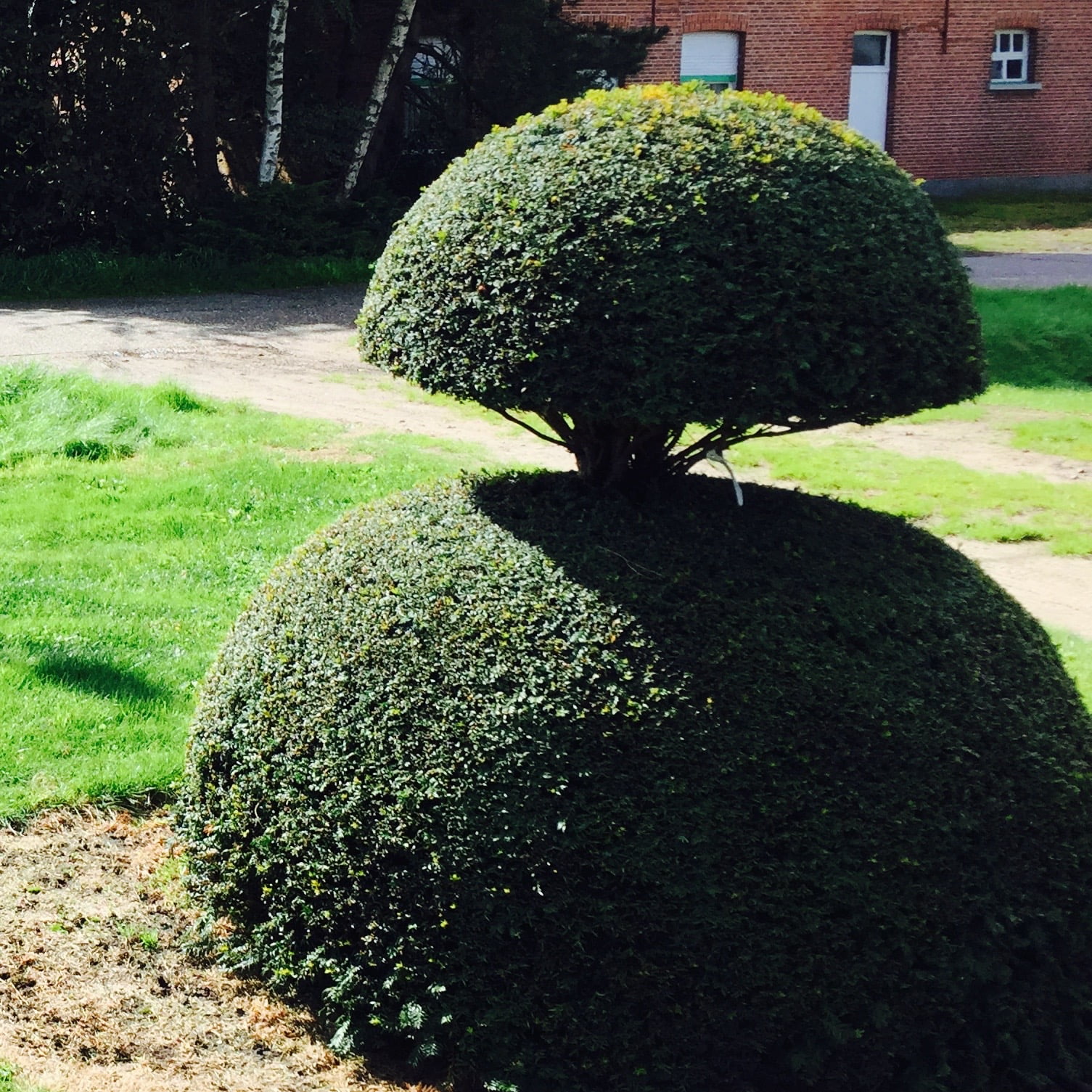 Funky yew topiary - Jo Alderson Phillips