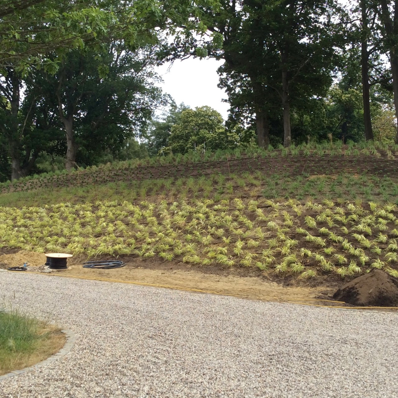 entrance bank being planted - Jo Alderson Phillips