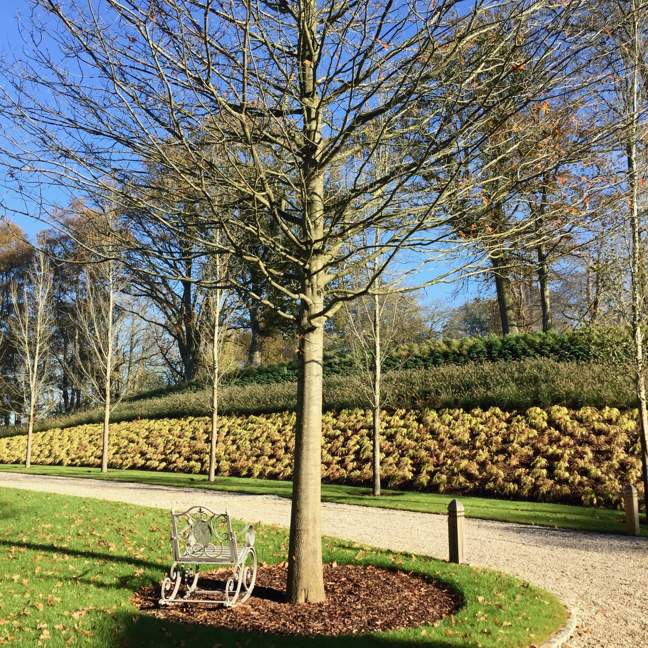 planted bank - Jo Alderson Phillips