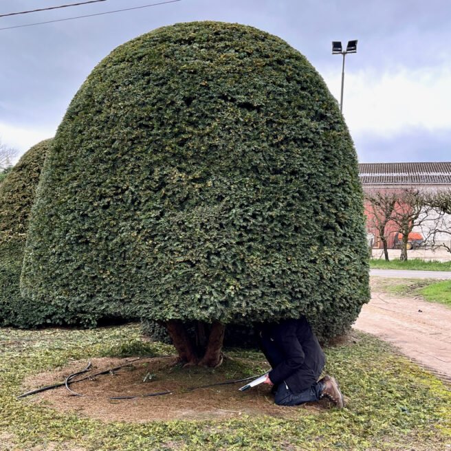 Designing a new topiary garden - Jo Alderson Phillips